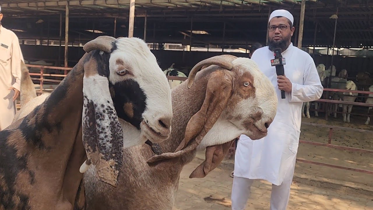 Super Size Goats Heavy Weight At Noorani Goat Farm Surat Gujarat. - YouTube