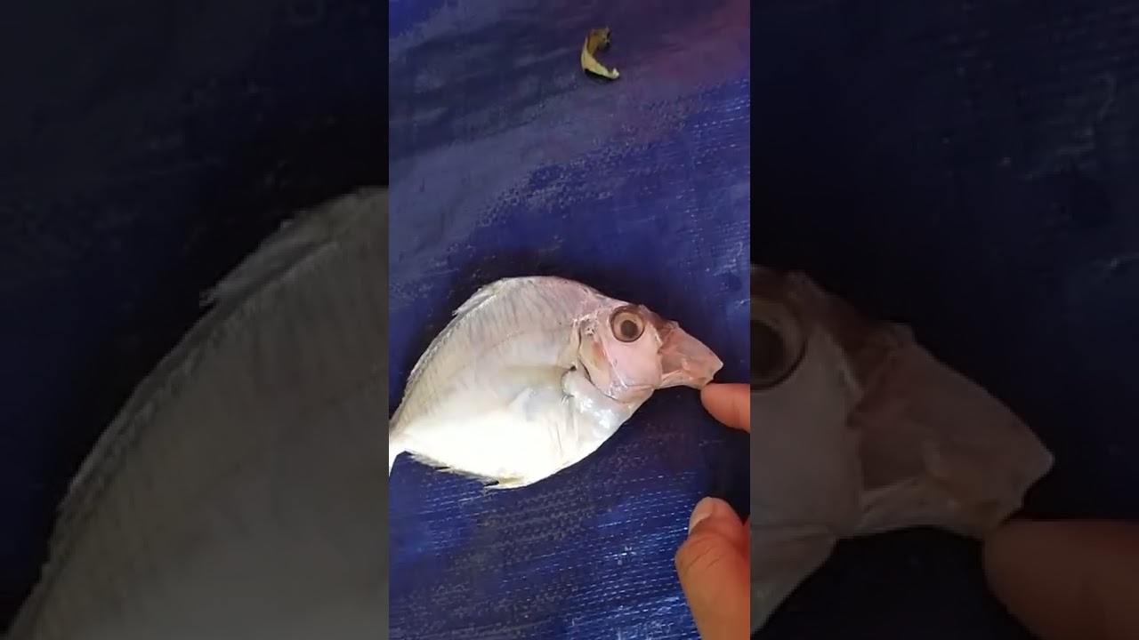 ikan perek... 😀 - YouTube