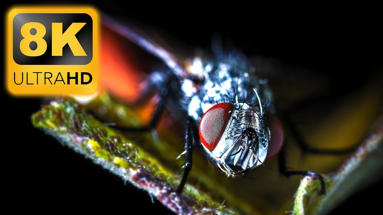 THE LIFE OF INSECTS in 8K Ultra HD • 8K Video HDR 60FPS - YouTube