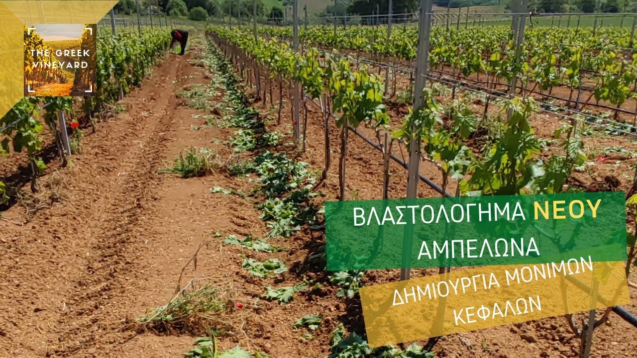Βλαστολόγημα Αμπελιού | Διαμόρφωση Μόνιμων Κεφαλών Σε ΝΕΟ Αμπελώνα ...