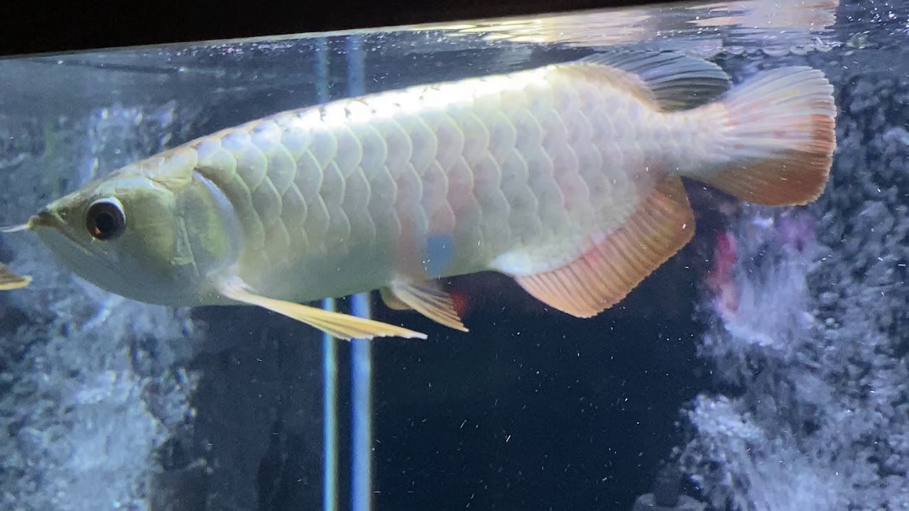 Malaysia Golden Head Crossback Arowana - YouTube