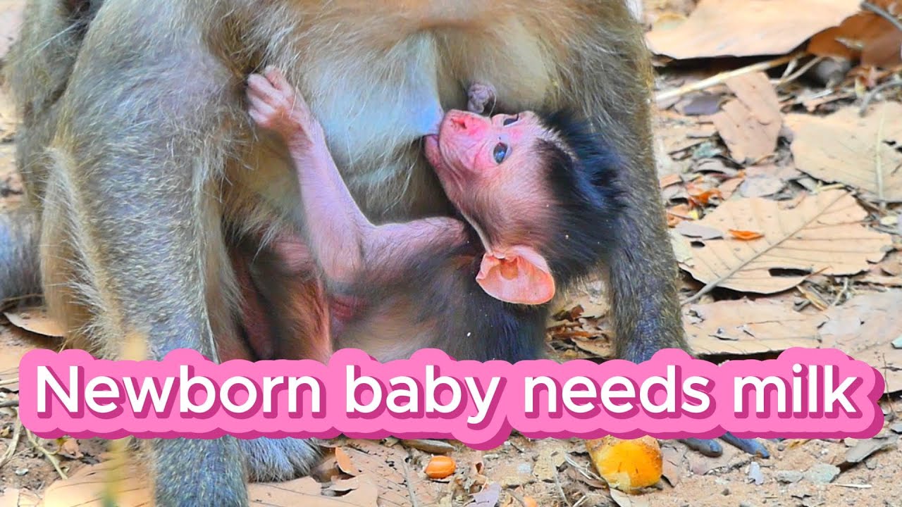 Oh, my god! The newborn baby monkey needs milk and appears to be hungry ...