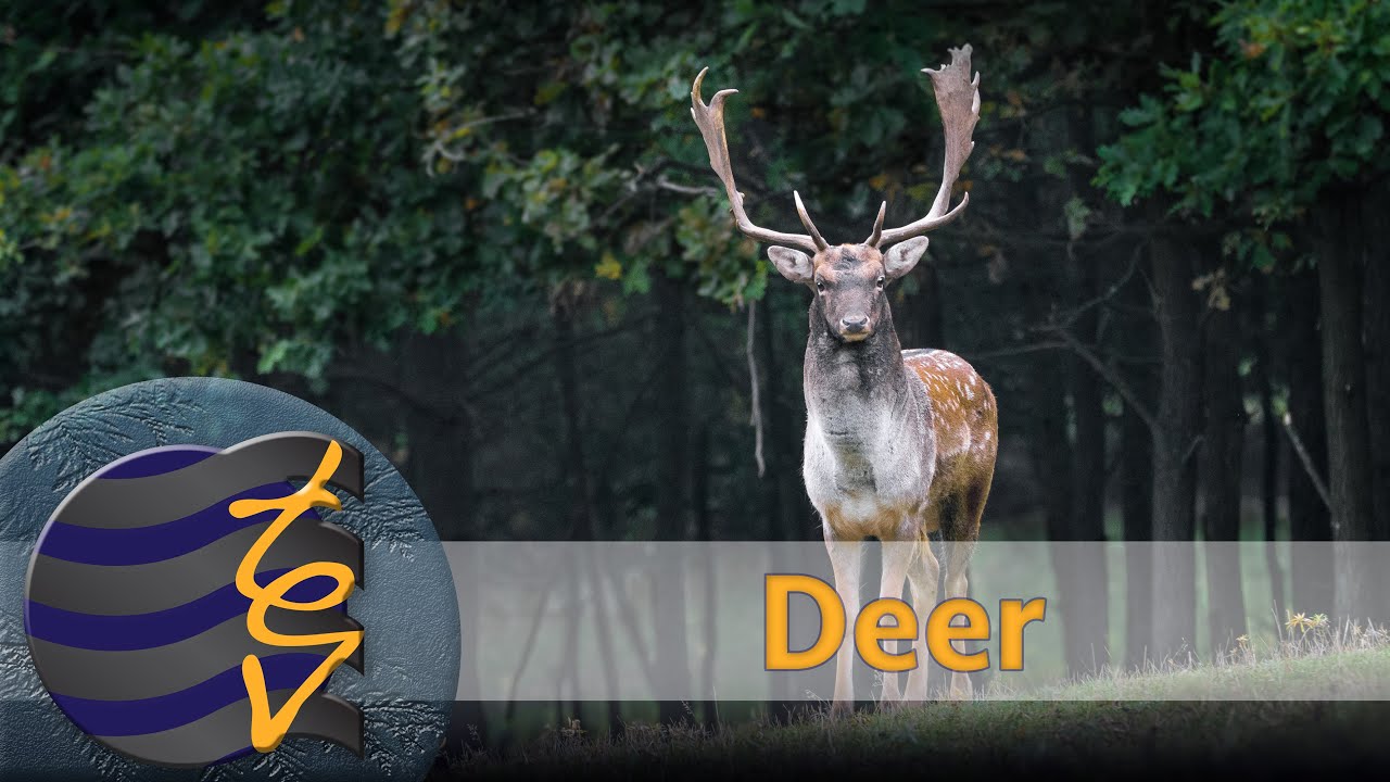 Deer Diaries - Unveiling the Mysteries of the Forest - YouTube