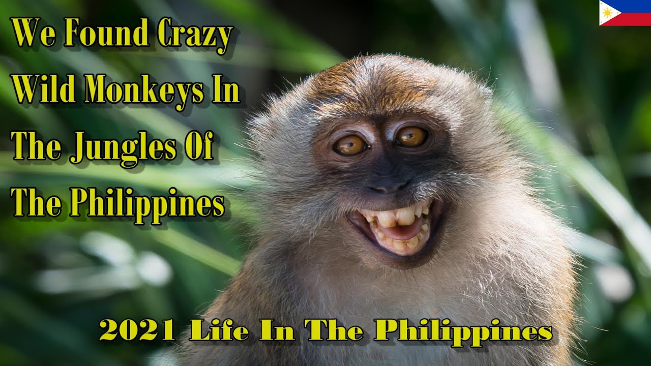 WE FOUND CRAZY WILD MONKEYS IN THE WILD JUNGLES OF THE PHILIPPINES ...