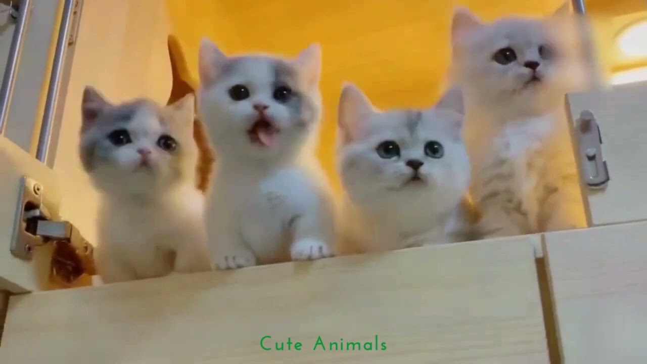 Cute Pets Animals virul Funny Video 2022 - YouTube
