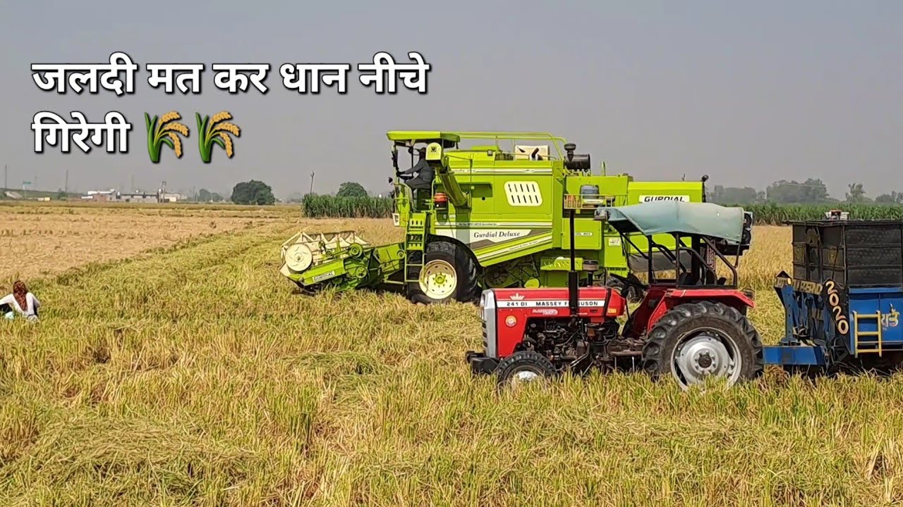 How to Harvest Rice? Process Harvesting Rice #trending #farming # ...