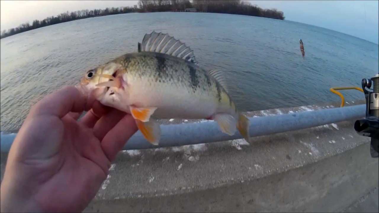 GIANT smallmouth bass, silver bass, carp & perch. INSANE fire spring ...