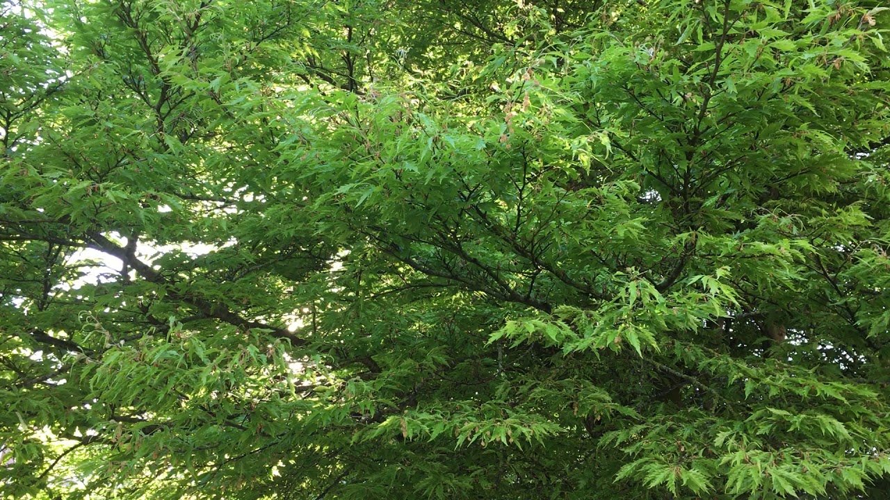 Fern-leaved Beech (Fagus sylvatica 'Asplenifolia') - branches & leaves ...