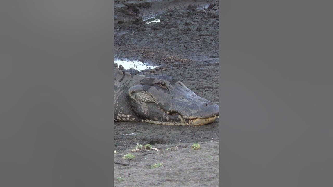 Do Alligators Hibernate Shorts Youtube