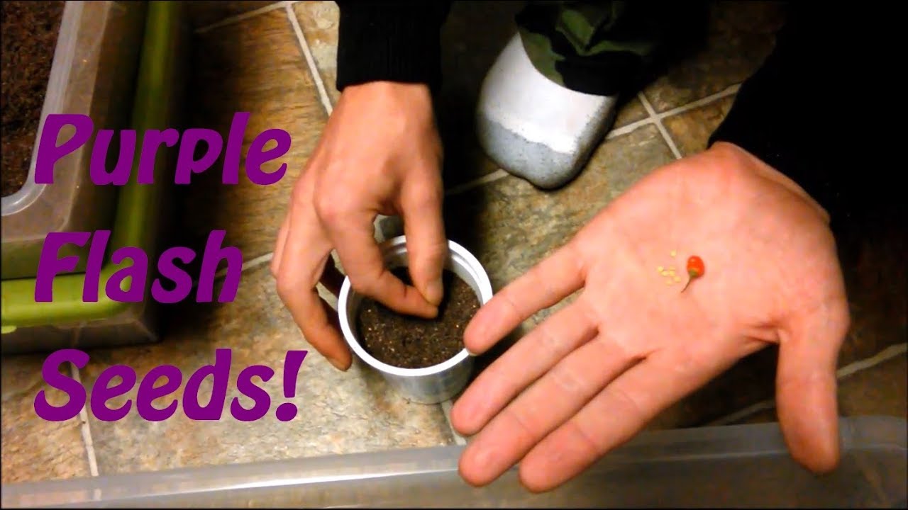 Purple Flash Seeds! - YouTube