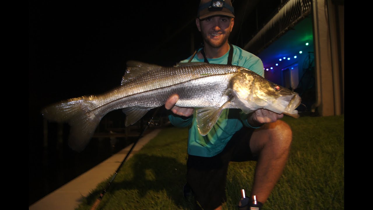 Catching big snook on LIVE LADY FISH - YouTube