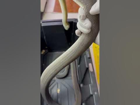 Axanthic Tanimbar Scrub Python #reptiles #animals #scrubpythons - YouTube