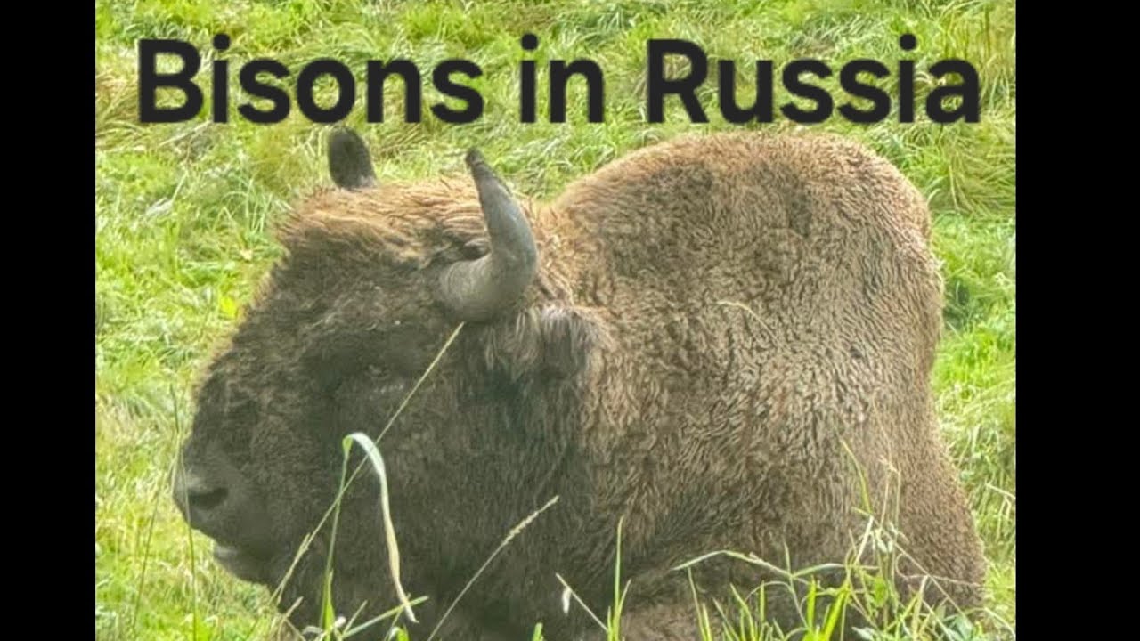 22. Altai mountains, Russia. Bison farm. - YouTube