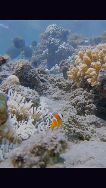 What do Manta Rays eat? Manta Ray eating fish. #sea #oceanlife # ...