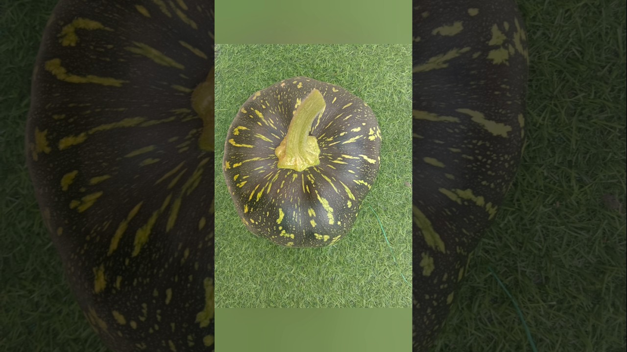 Kaddu 🍊#pumpkinplant #food #pumpkinplantcare #shortsvideo #trending ...