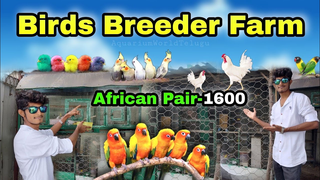 Birds Breeder Farm : All Birds at Best Quality : Aquarium World Telugu - YouTube