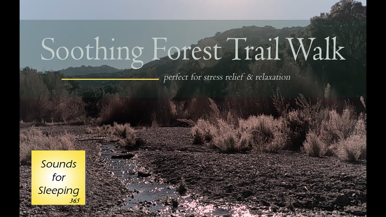Soothing Forest Trail Walk For Relaxation And Stress-Relief - YouTube