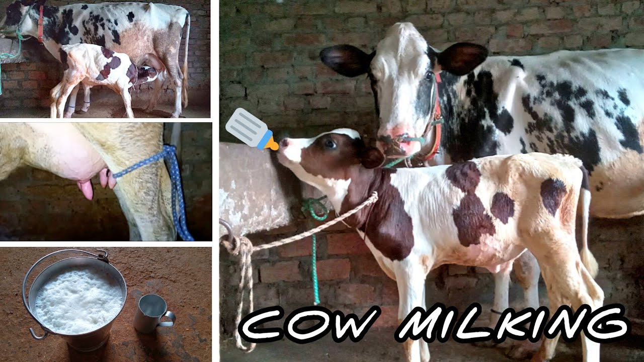 HF Cow (Dhenu) milking by hand full video | Village life #milk #cow ...