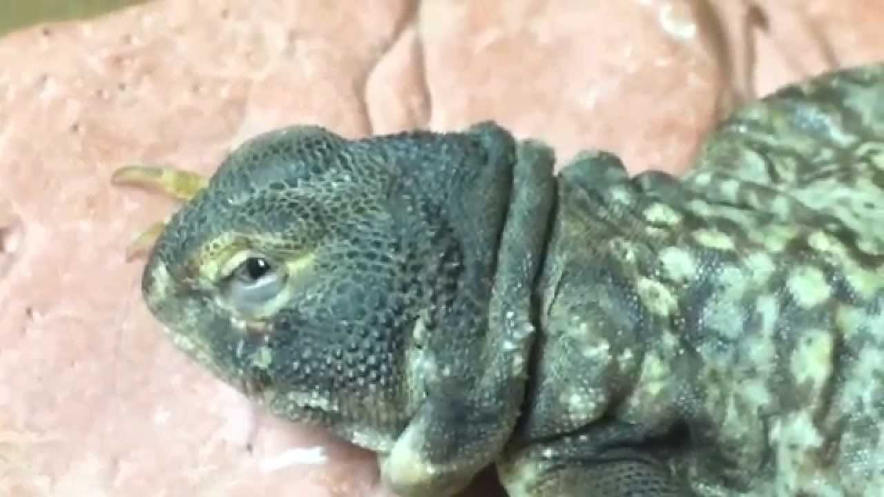 Uromastyx with MBD - YouTube