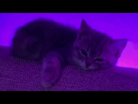 ece mumay-peri (sözleri)