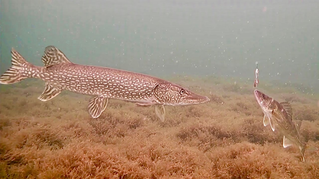 Ice Fishing Ultra Clear Water for Walleye and Pike - Underwater View ...