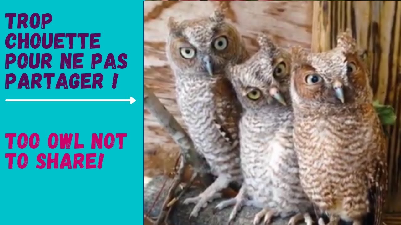 Trop chouette pour ne pas partager ! / Too owl not to share ! - YouTube