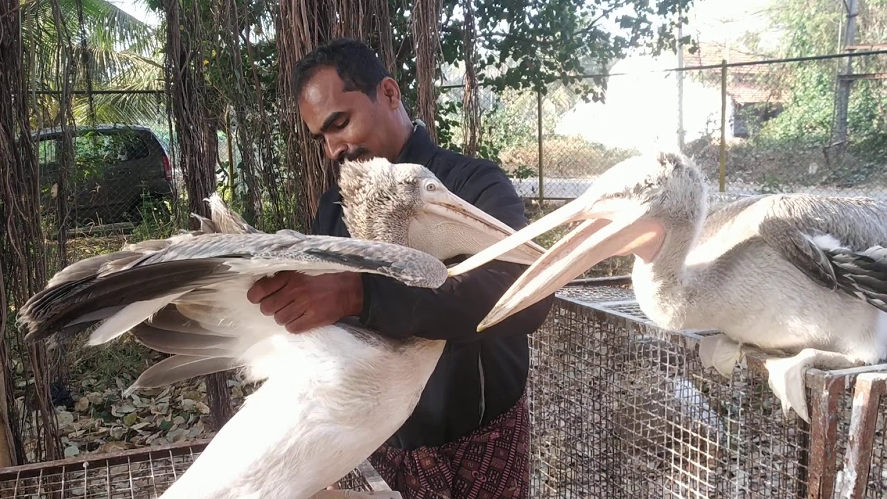 Kokkare bellur Birds - YouTube