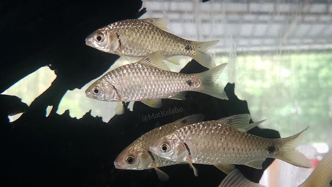 Puntius chola @ Swamp Barb (Myanmar) - YouTube