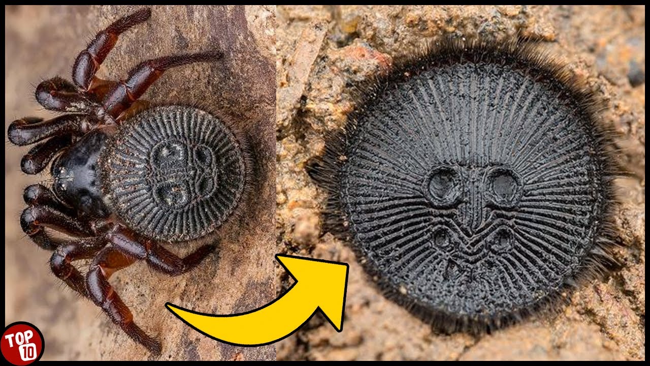 USES 100% BRAIN: Insects Predators With Insane Hunting Skills - YouTube