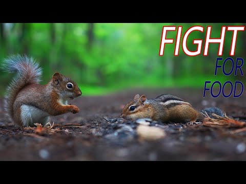 《4k》Chipmunks and Squirrel fight for food - YouTube