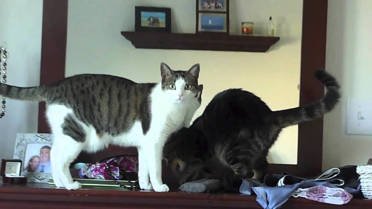 Dora the Bikini Cat - YouTube