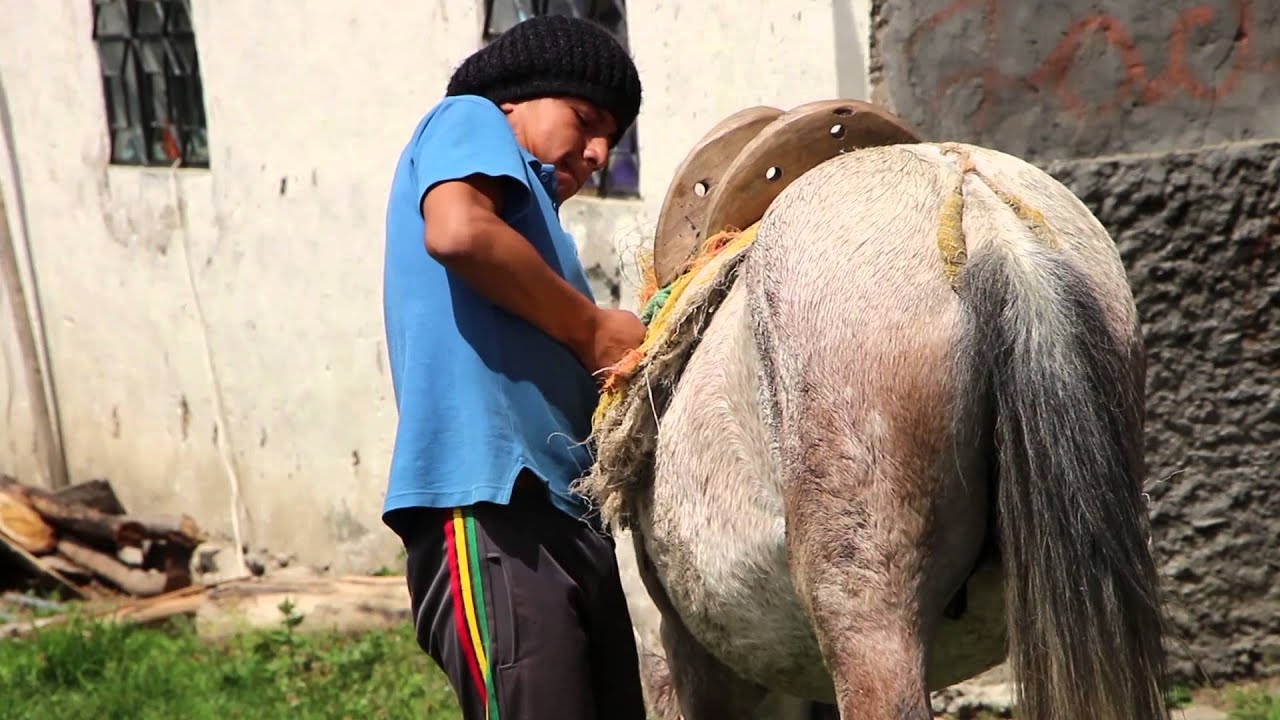 Misael y su Chochón - YouTube