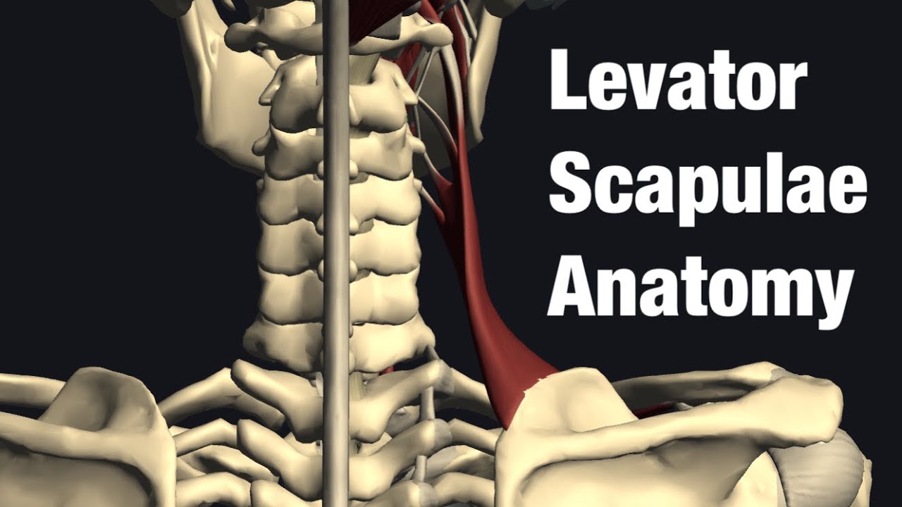 Anatomy and function of levator scapulae - YouTube