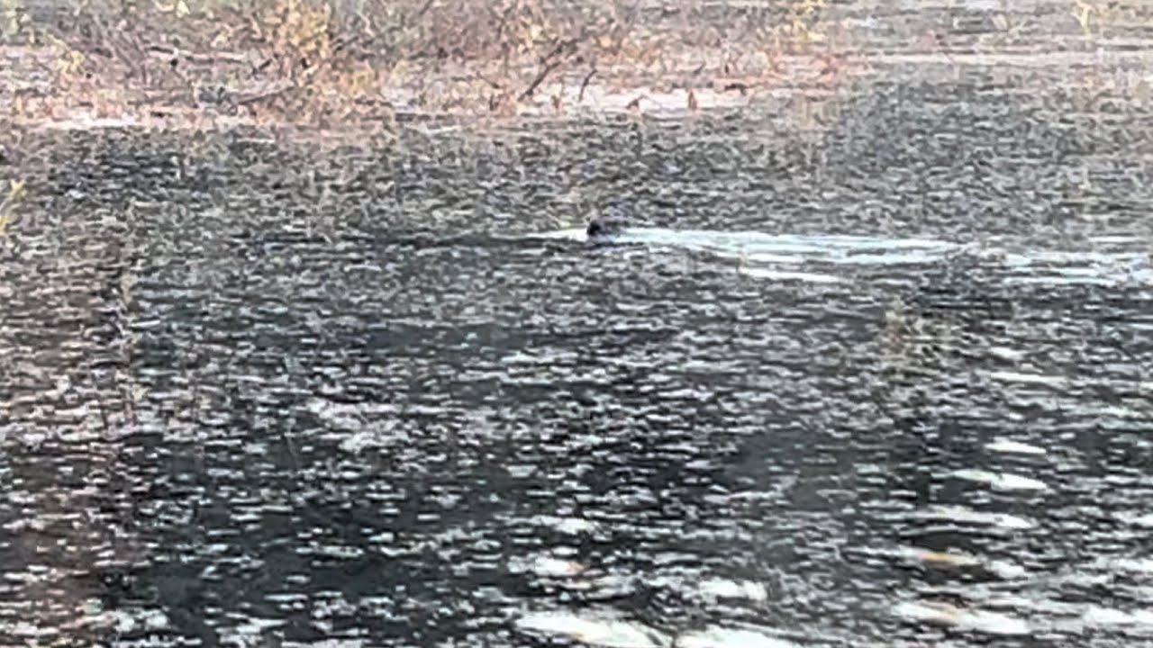 Preparing Traps and making Beaver Lure at the Cabin - YouTube