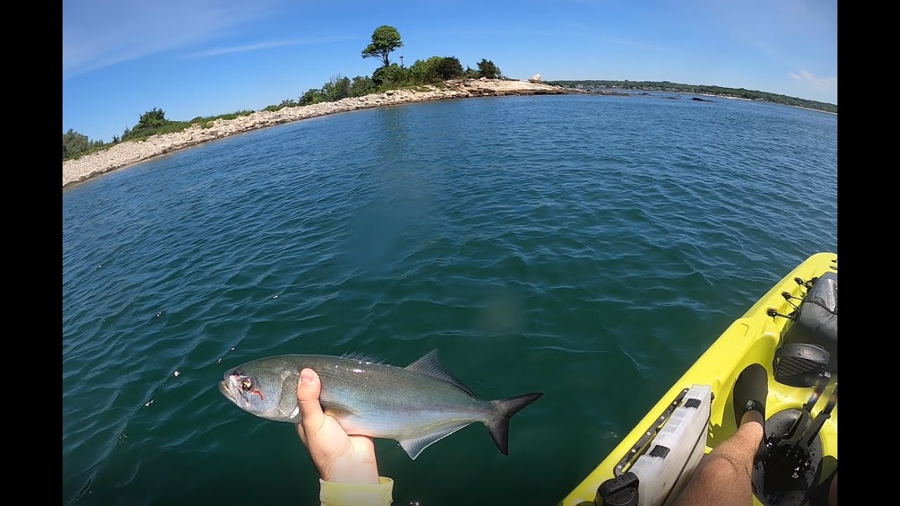 Cocktail Bluefish in Long Island Sound - YouTube