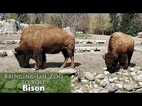 Bringing the Zoo to You: Bison - YouTube