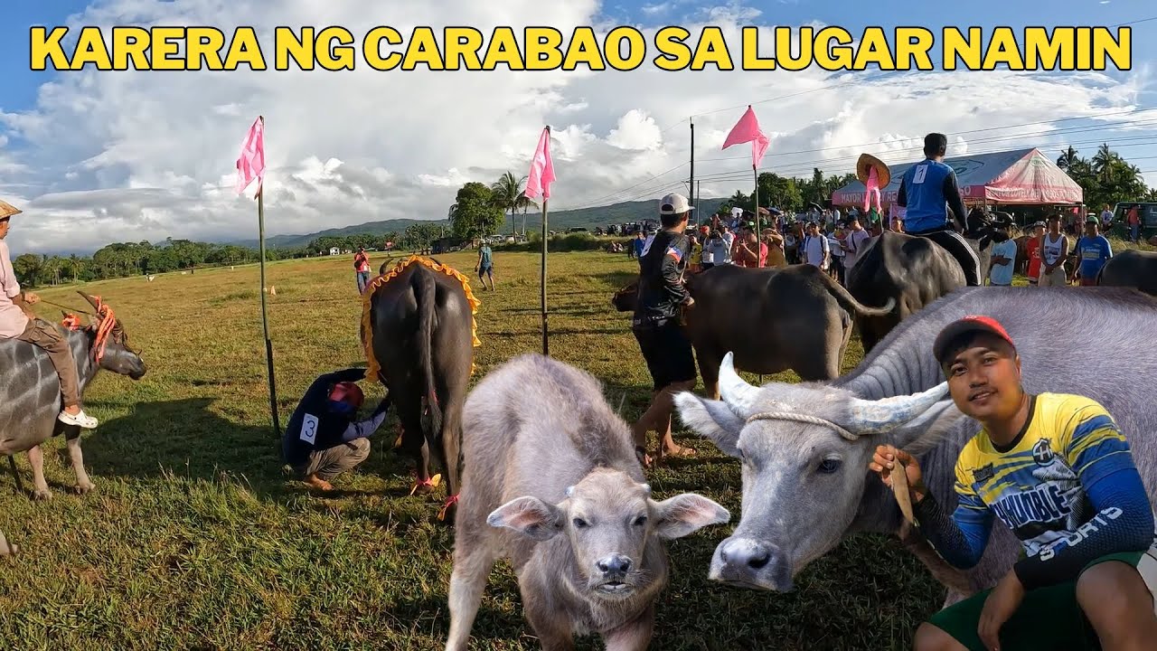 KARERA NG KARABAW SA BARANGGAY MASIN - YouTube