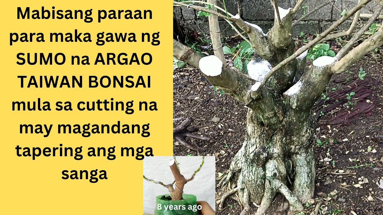 HOW TO MAKE ARGAO TAIWAN SUMO BONSAI / PREMNA MICROPHYLLA - YouTube