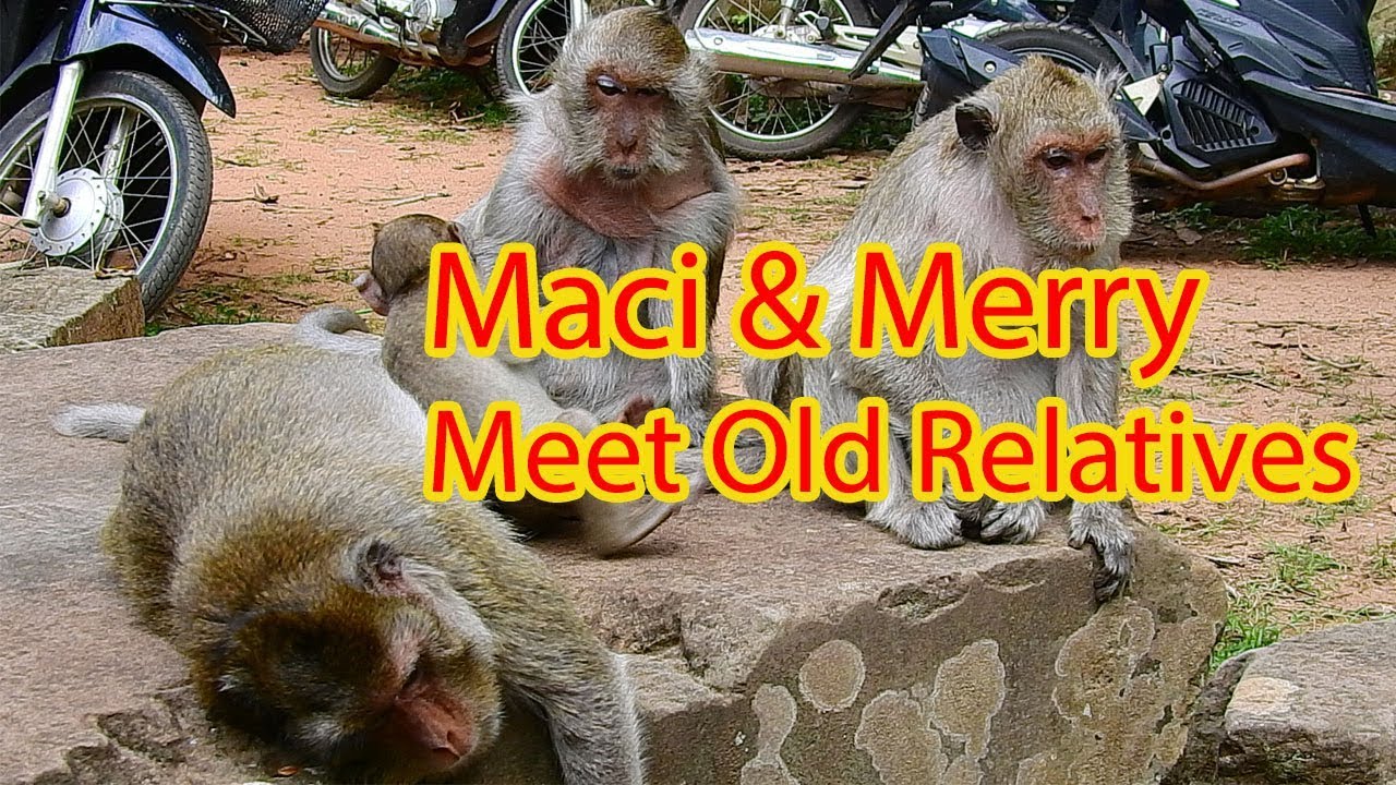 Lovely Time For Merry & Cute Monkey Meeting With Old Relatives|Long ...