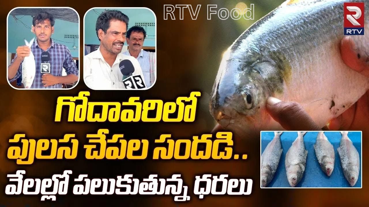 Pulasa Fish Catching In Godavari River | గోదావరిజిల్లాల్లో పులసల సందడి ...