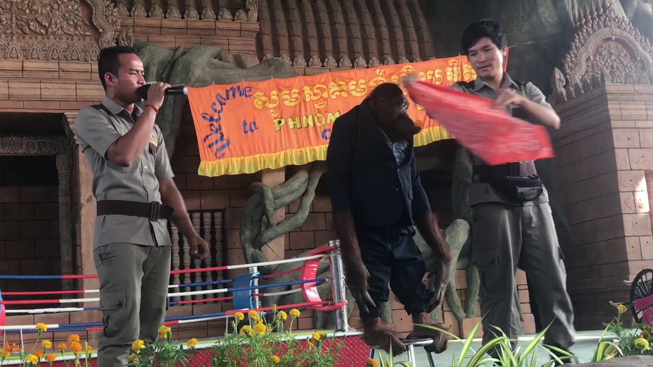 Phnom Penh Safari World : Funny Monkey Show Magic Trick and Dance - YouTube