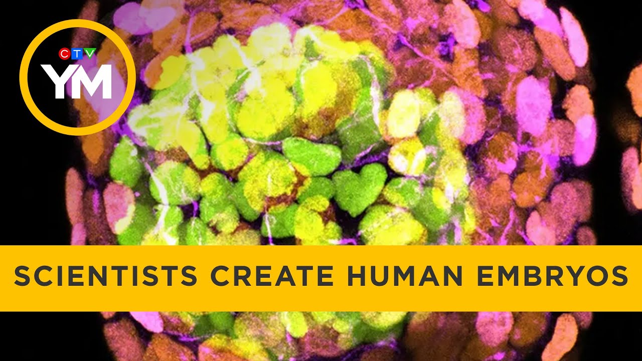 Scientists create human embryos from stem cells | Your Morning - YouTube
