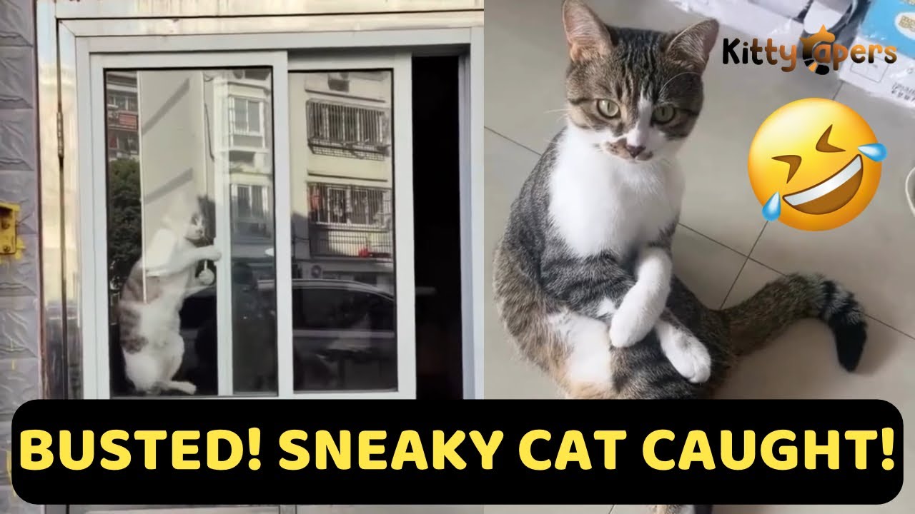 Busted! Sneaky Cat Caught Trying to Escape | #FunnyCatVideos # ...