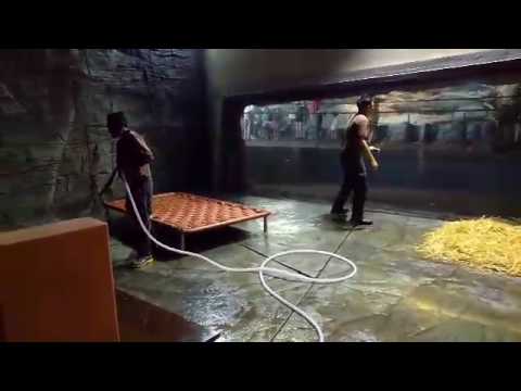 Zookeepers cleaning Inuka's enclosure - YouTube