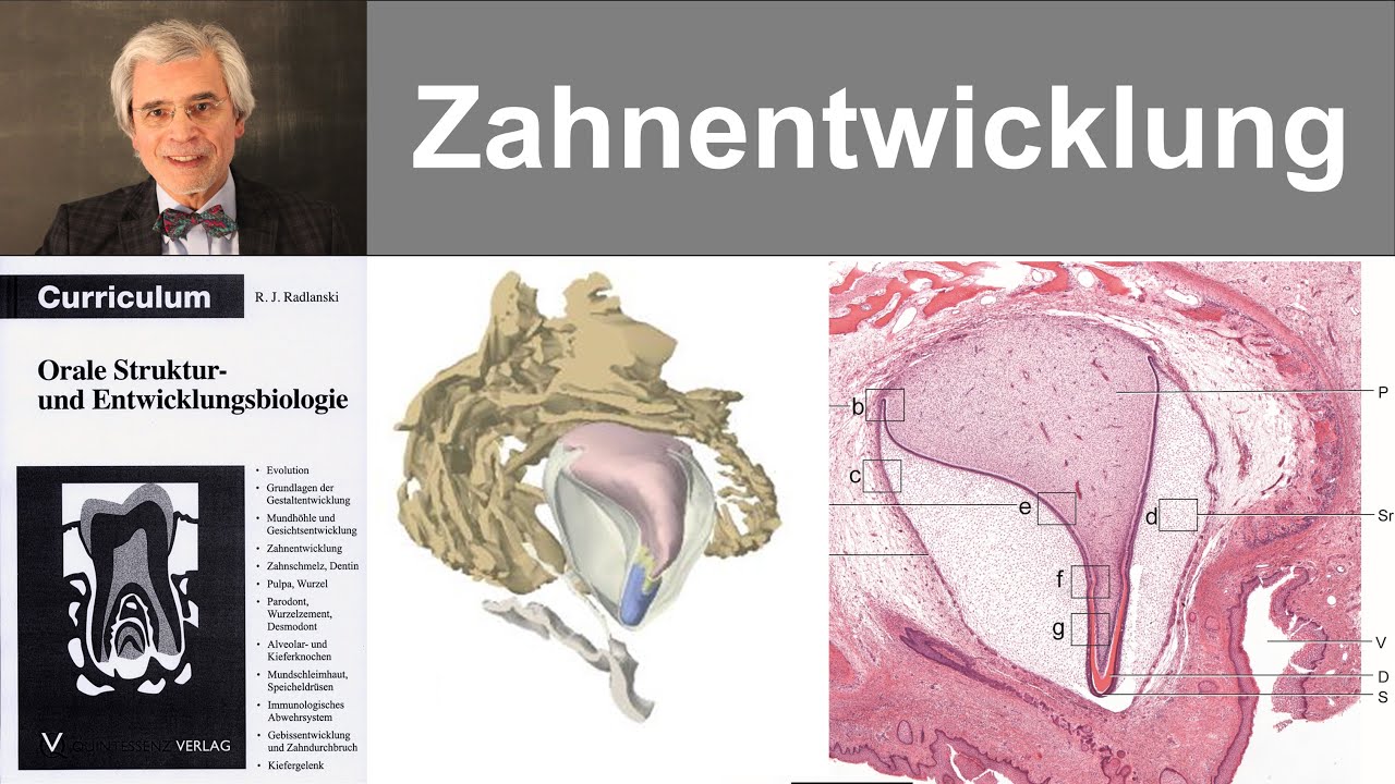 6 Zahnentwicklung - YouTube