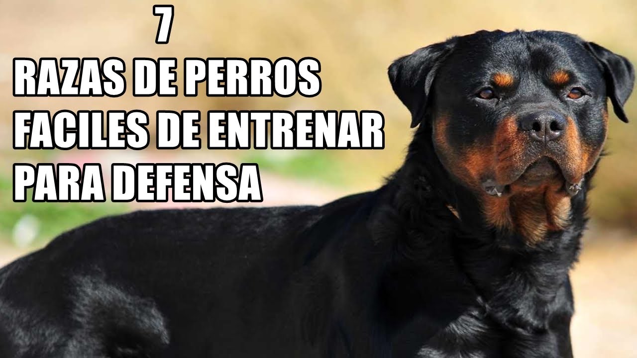 7 Razas de Perros Faciles de Entrenar para Defensa - YouTube
