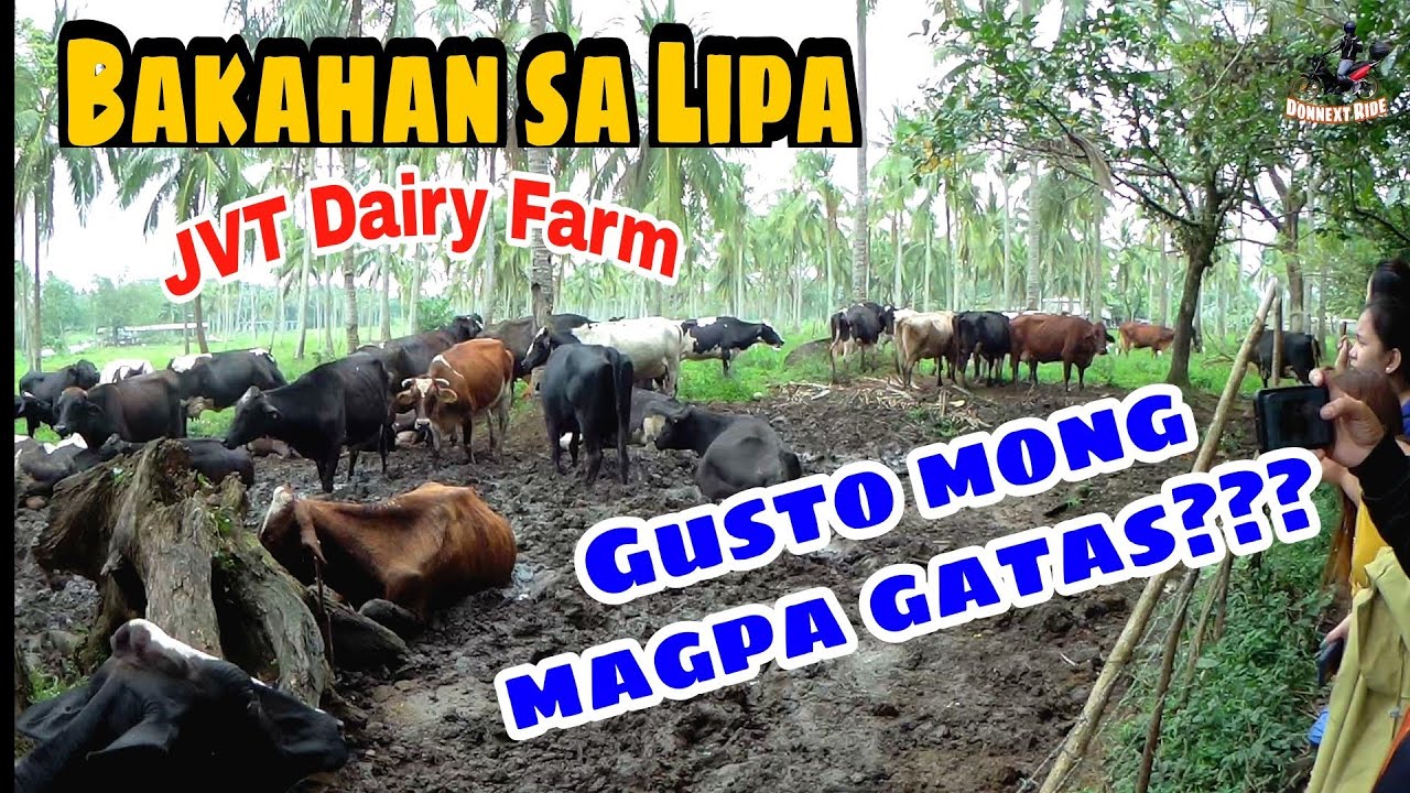 BAKAHAN SA LIPA | JVT Dairy Farm - YouTube