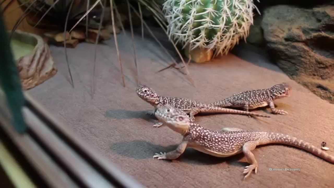 Netted Dragon Update - YouTube
