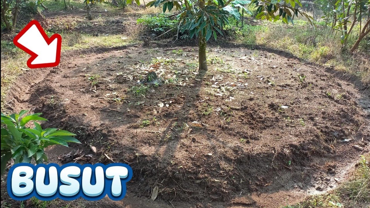 TIDAK SEMUA POHON YANG KITA TANAM HARUS DITANAM SISTEM BUSUT JIKA ...