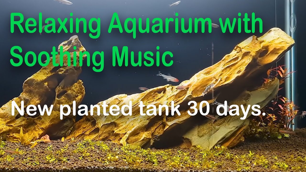 New planted tank setup | Relaxing Aquarium with Soothing Music - YouTube